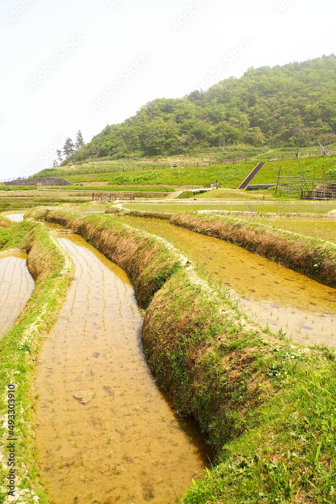 世界農業遺産 石川県輪島 白米千枚田 棚田 田植え風景 Globally Important Agricultural Heritage ...