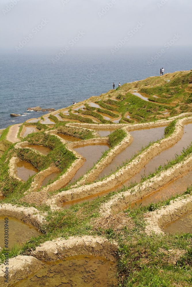 世界農業遺産 石川県輪島 白米千枚田 棚田 田植え風景 Globally Important Agricultural Heritage ...