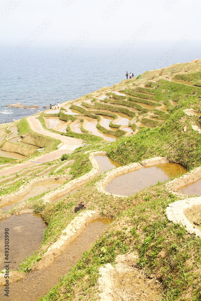 世界農業遺産 石川県輪島 白米千枚田 棚田 田植え風景 Globally Important Agricultural Heritage ...