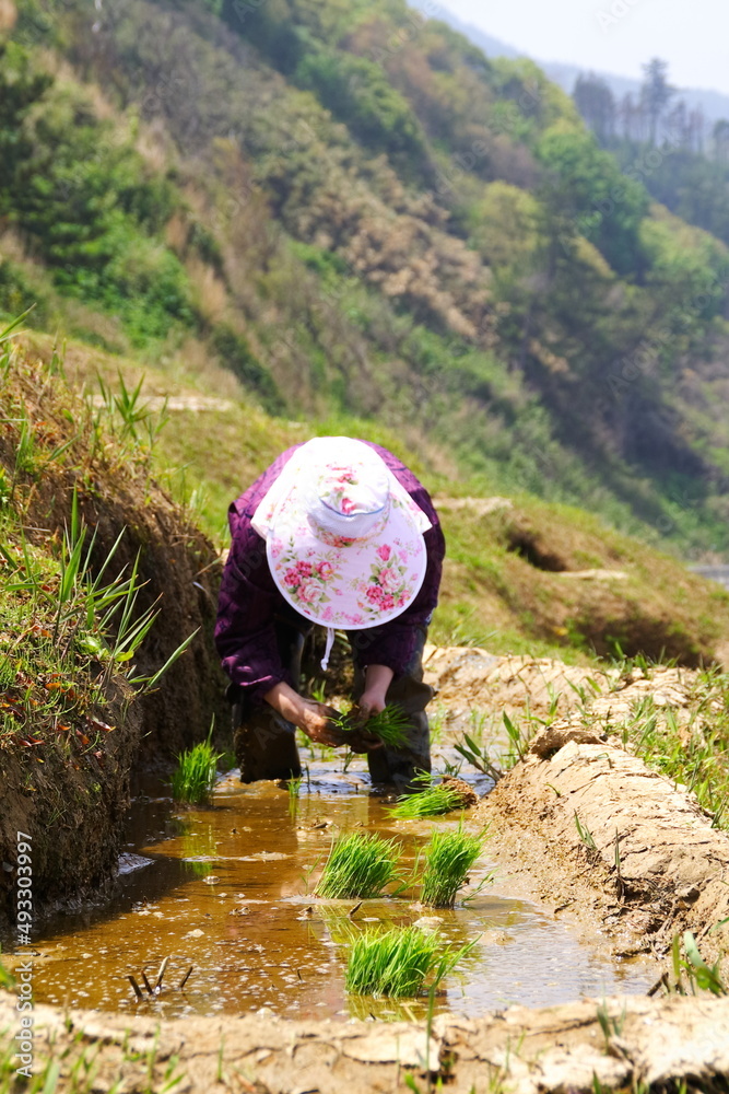 世界農業遺産 石川県輪島 白米千枚田 棚田 田植え風景 Globally Important Agricultural Heritage ...