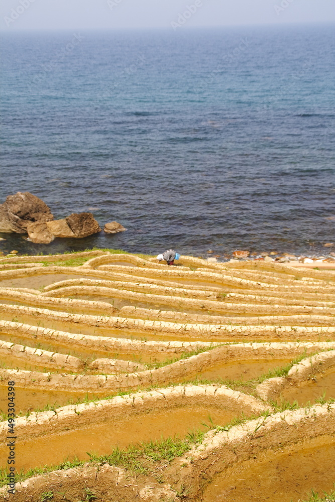 世界農業遺産 石川県輪島 白米千枚田 棚田 田植え風景 Globally Important Agricultural Heritage ...
