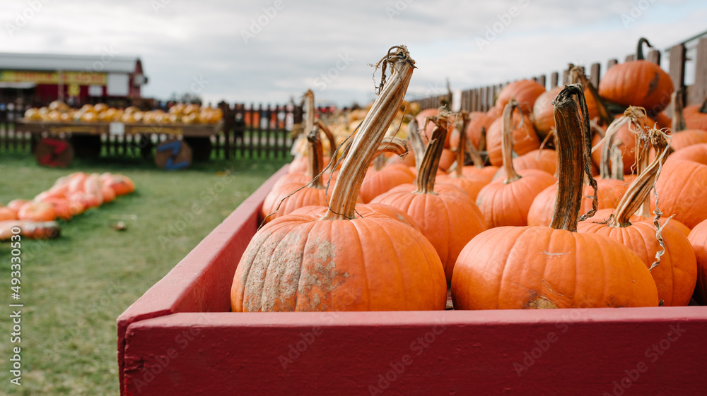 Bin with pumpkins Stock Photo | Adobe Stock