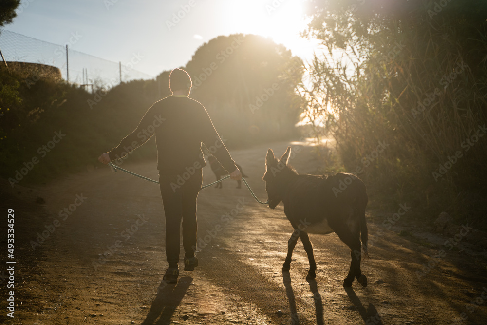 Young man taking donkey for a walk in nature Stock Photo | Adobe Stock
