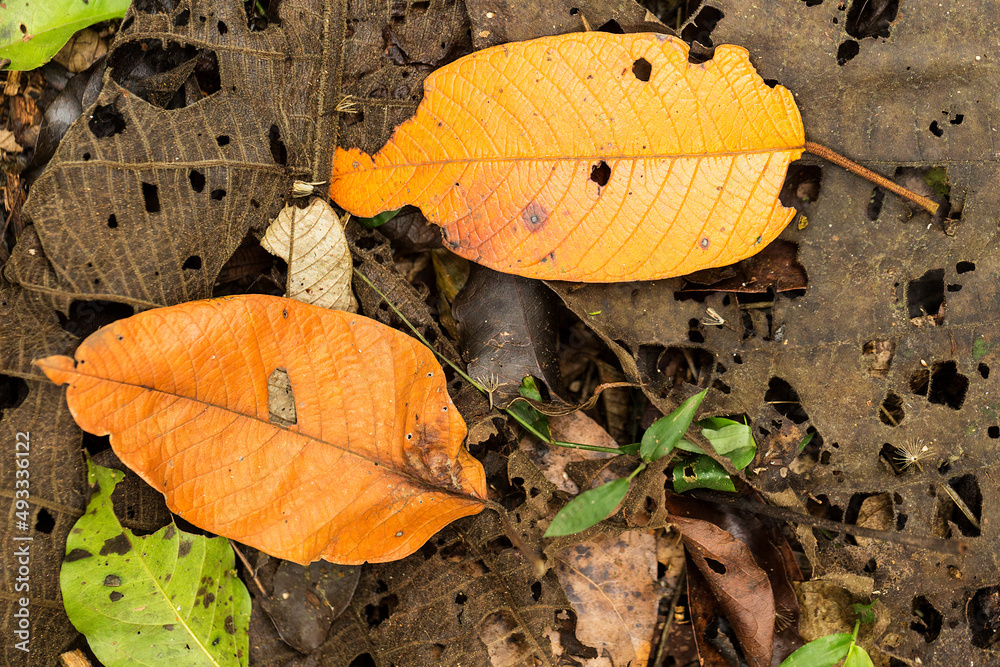 Stockfoto Folhas e compostagem com folhas secas se dá pelo processo ...