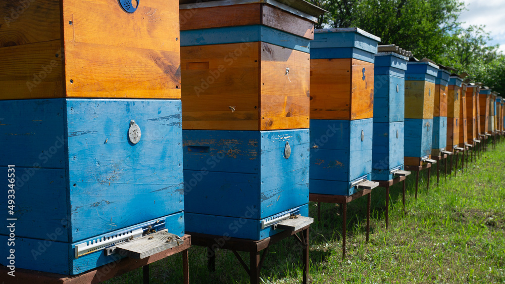 Rural apiary and honey production. Bee hive. A swarm of bees in a ...