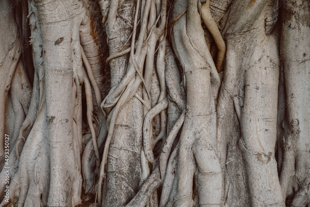Tangled tree trunks. Stock Photo | Adobe Stock