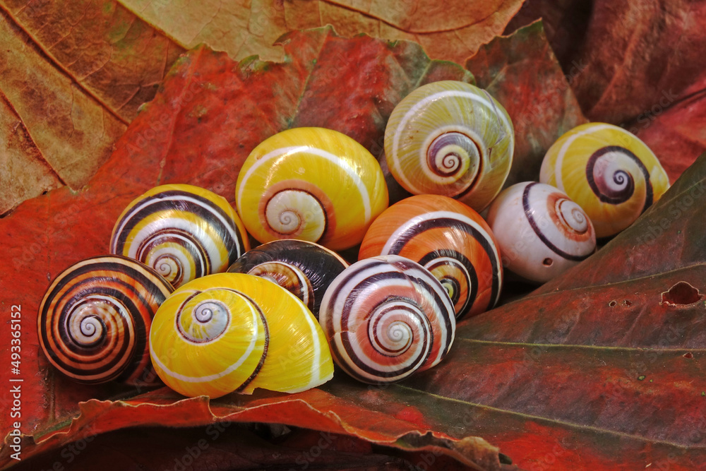 Cuban snail (Polymita picta) one of world most beautiful land snails ...