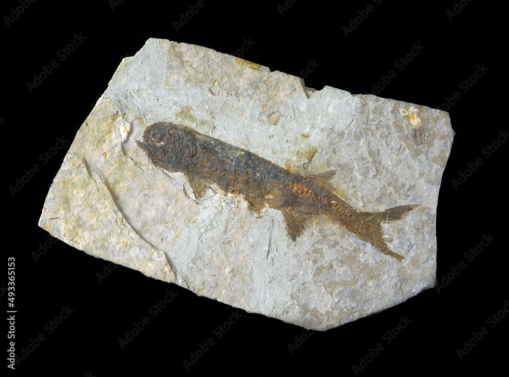 Fossil : Lycoptera Fish fossil from Liaoxi China, its lived from the ...