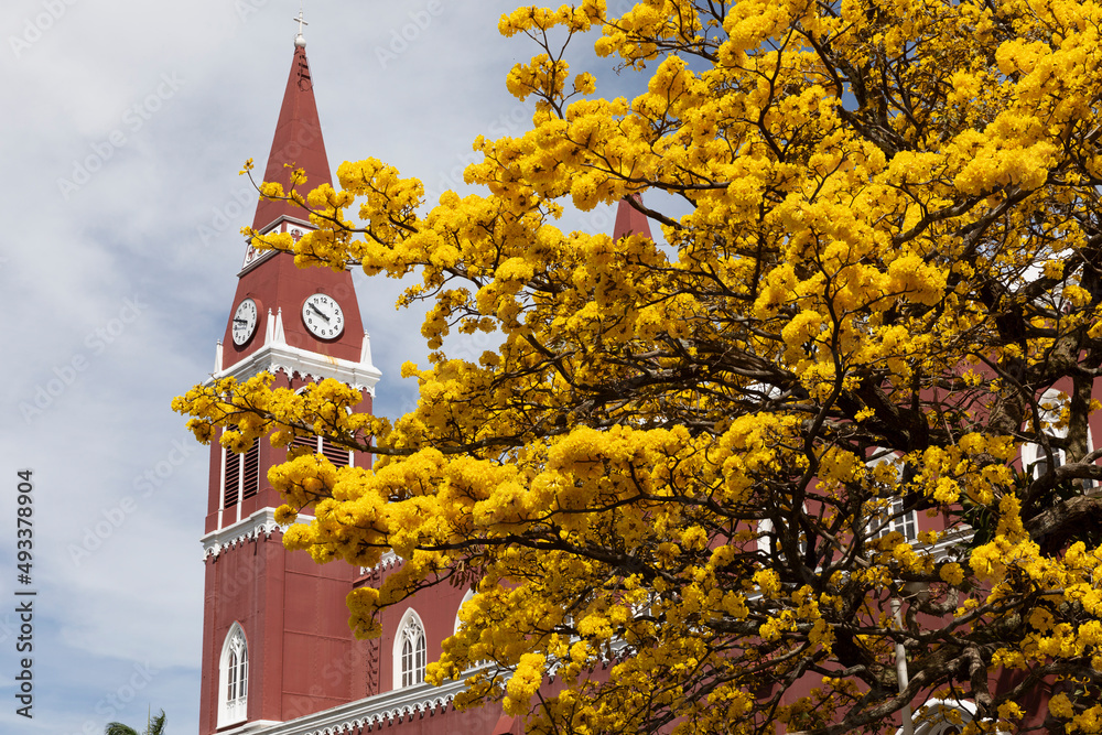 Yellow Cortez Tree at church clock tower in Costa Rica Stock Photo ...