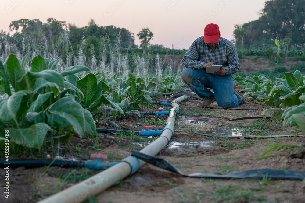 Asian man farmer use tablet on tobacco plantation. agriculture of ...