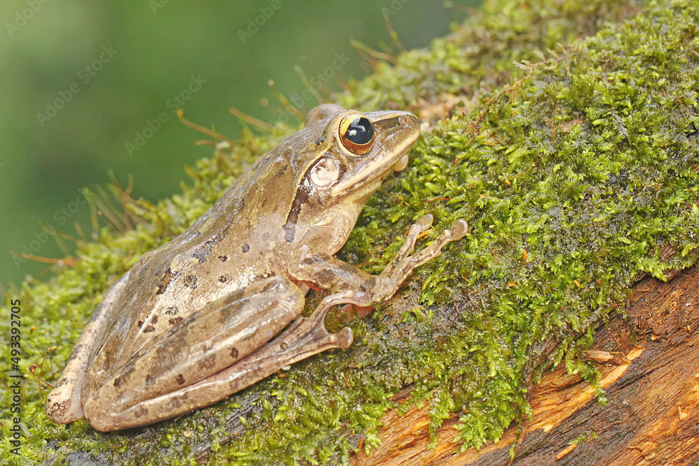 A common tree frog resting on rotten wood overgrown with moss. The frog ...