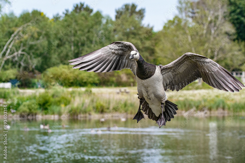 Barnacle geese flying coming in to land Stock Photo | Adobe Stock