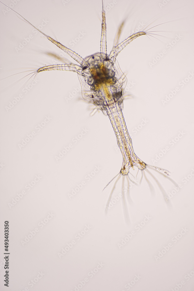 Closeup zoea stage of Vannamei shrimp in light microscope, Shrimp ...