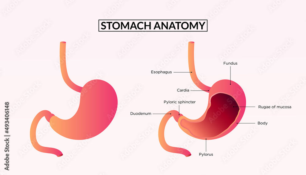 anatomy of Human Stomach, medical illustration. Stock Vector | Adobe Stock