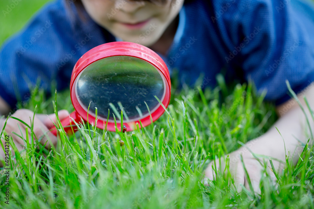Preteen child, boy, exploring with magnifying glass, watching ladybugs ...