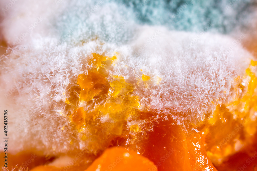 Mold close-up macro. Moldy fungus on food. Fluffy spores mold as a ...