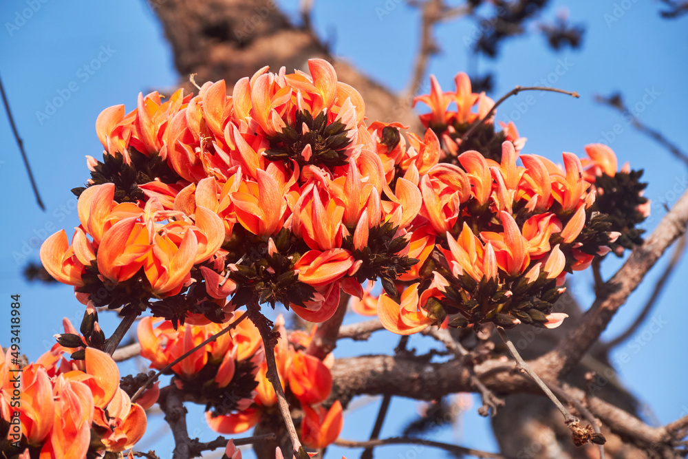 Foto de Vibrant red flowers of Butea monosperma (popularly known as ...