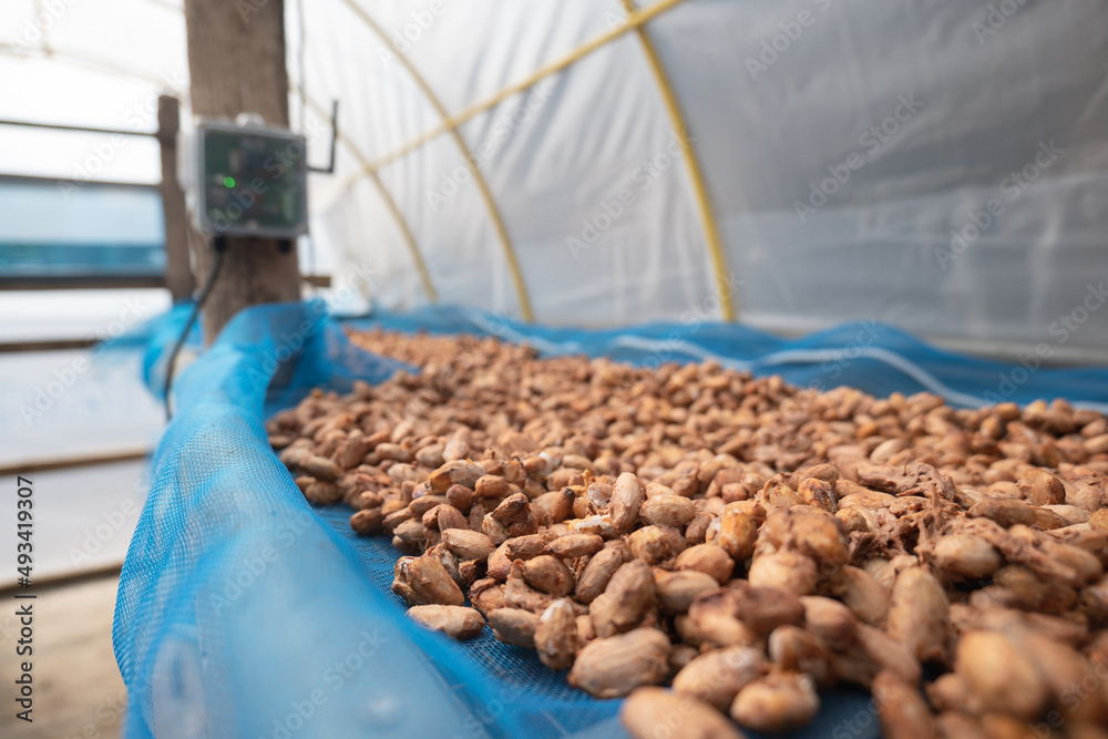 Cocoa beans drying process by sunlight in the seed solar dryer ...