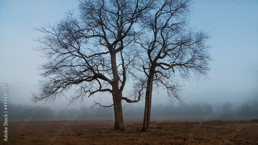 Two trees with bare branches standing on a hill Stock Photo | Adobe Stock