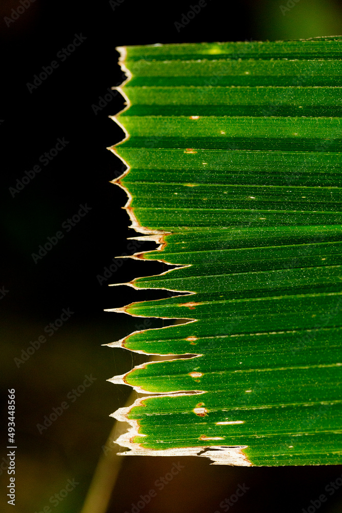 folha, foto, exterior Fotos, Preservação ambiental Fotos, Abstrato ...