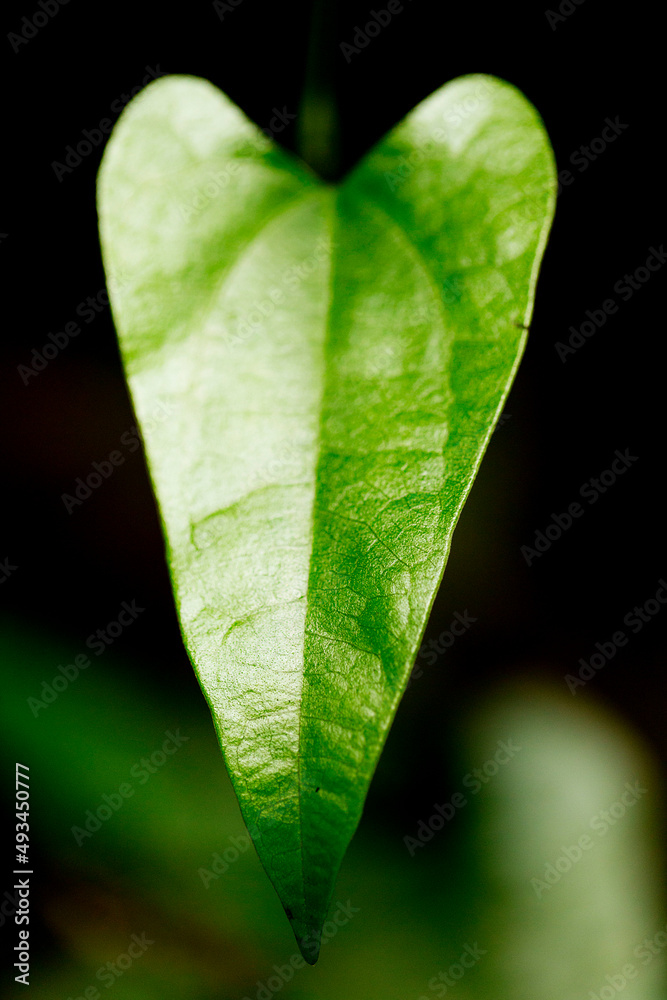 Folha de cor verde, pequena e brilhante com fundo desfocado. Stock ...