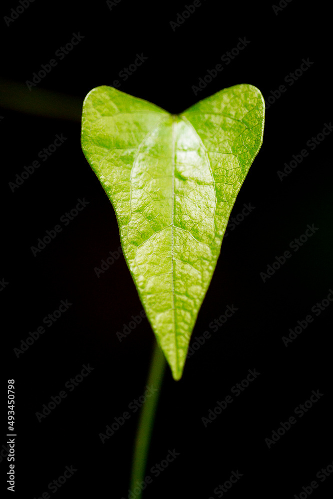 folha, foto, folha, foto, exterior Fotos, Preservação, foto, ambiental ...