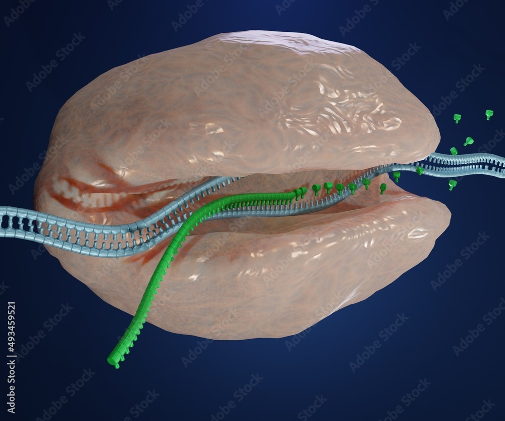 Transcription is the first step in gene expression. It copying a gene's ...