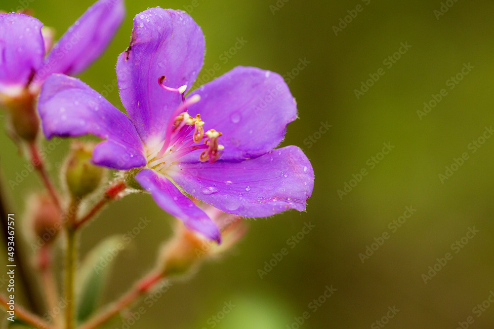 Flor princesa ou Tibouchina urvilleana não tolera muito bem o gelo e o ...