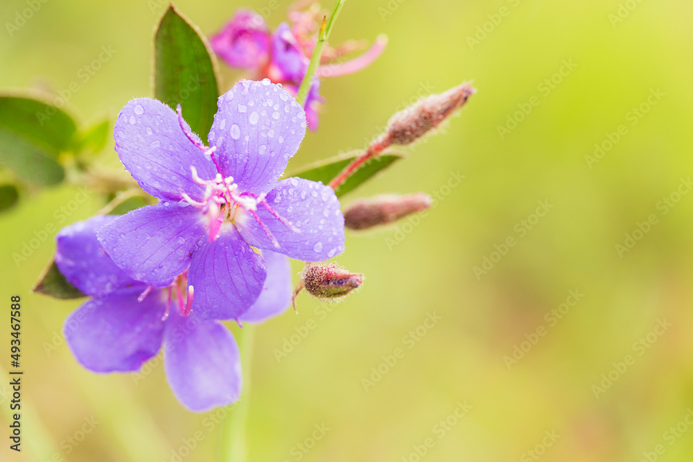 Flor princesa ou Tibouchina urvilleana não tolera muito bem o gelo e o ...
