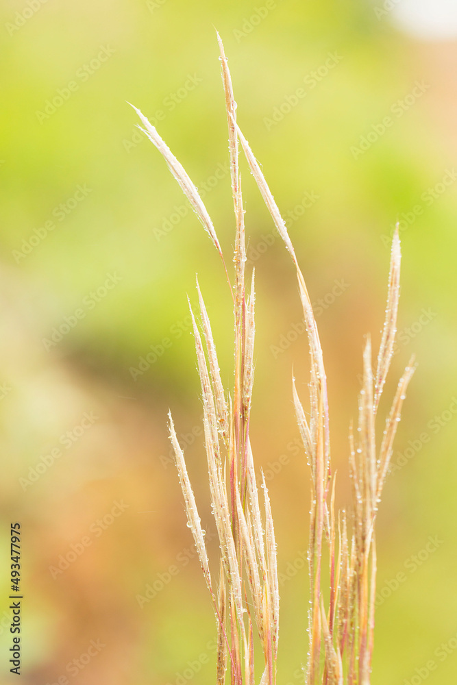 Capim-barba-de-bode ou Cyperus compressus é uma erva anual, da família ...