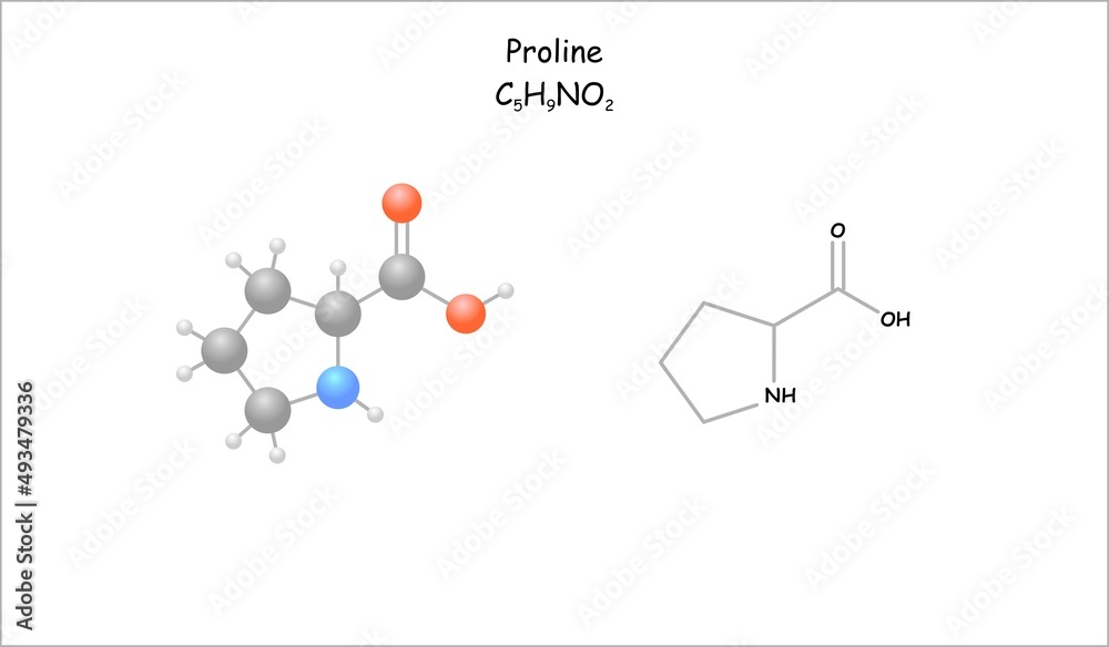 Stylized molecule model/structural formula of the amino acid proline ...