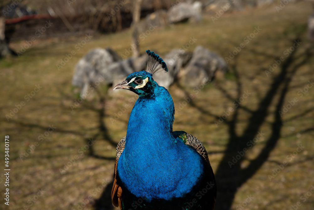 The Indian peafowl also known as the common peafowl, and blue peafowl ...