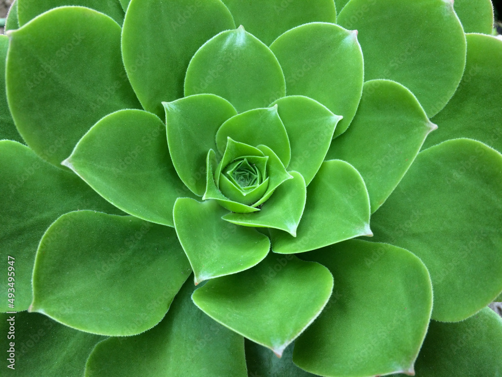 Aeonium Nobile