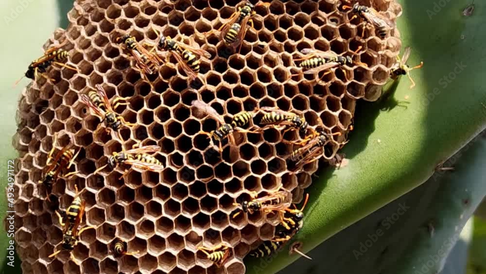 Bee honeycomb of bee insects on prickly pear in nature, green leaf of ...