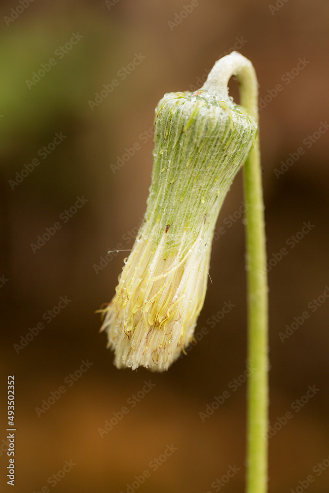 Planta ou flor Buglossa, chamama, costa-branca, erva-de-sangue, fumo-do ...