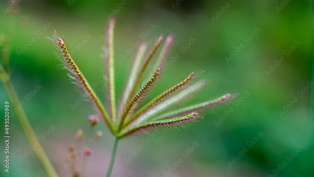 Eleusine indica, the Indian goosegrass, yard-grass, goosegrass ...