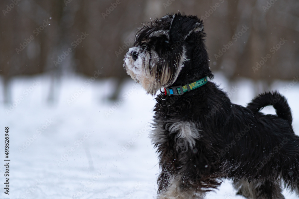 Miniature Schnauzer dog beard background black, for canine domestic ...