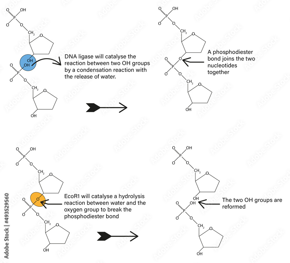 Condensation and hydrolysis reactions using DNA, DNA ligase and EcoR1 ...
