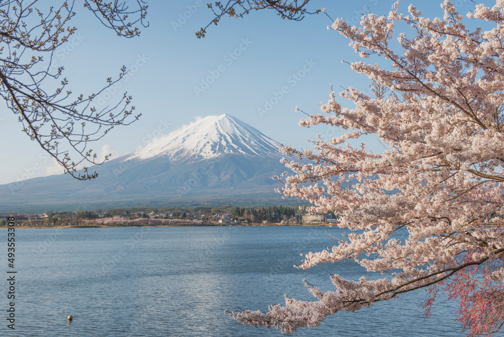 Fuji Mountain and Pink sakura at Lake Kawaguchiko, Fujinomiya, Shizuoka ...