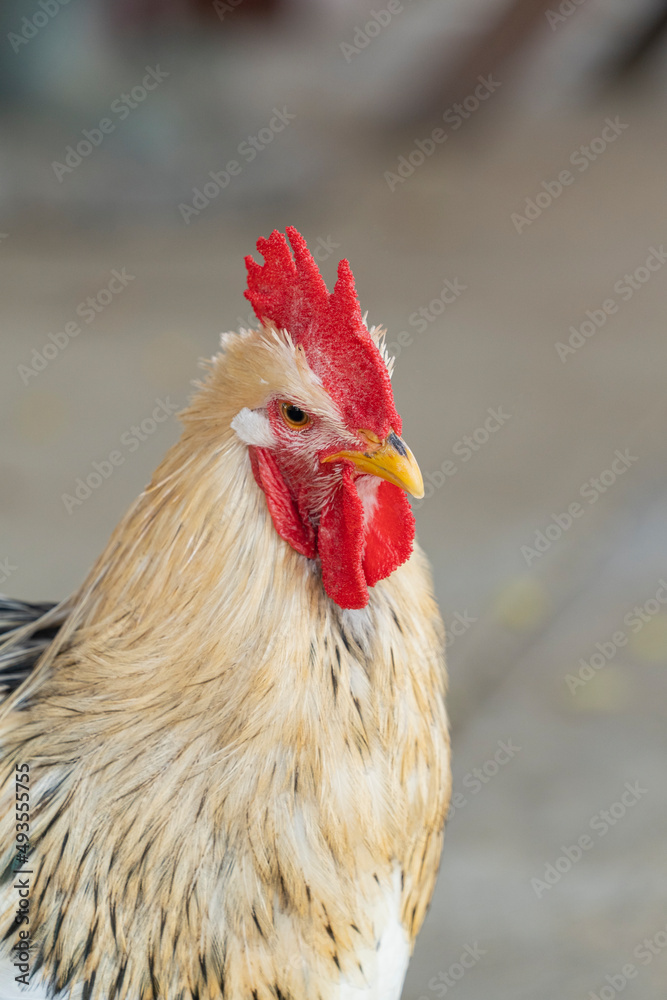 Brahma, also Brahmin, (Light Brahma) is a breed of chickens of the ...