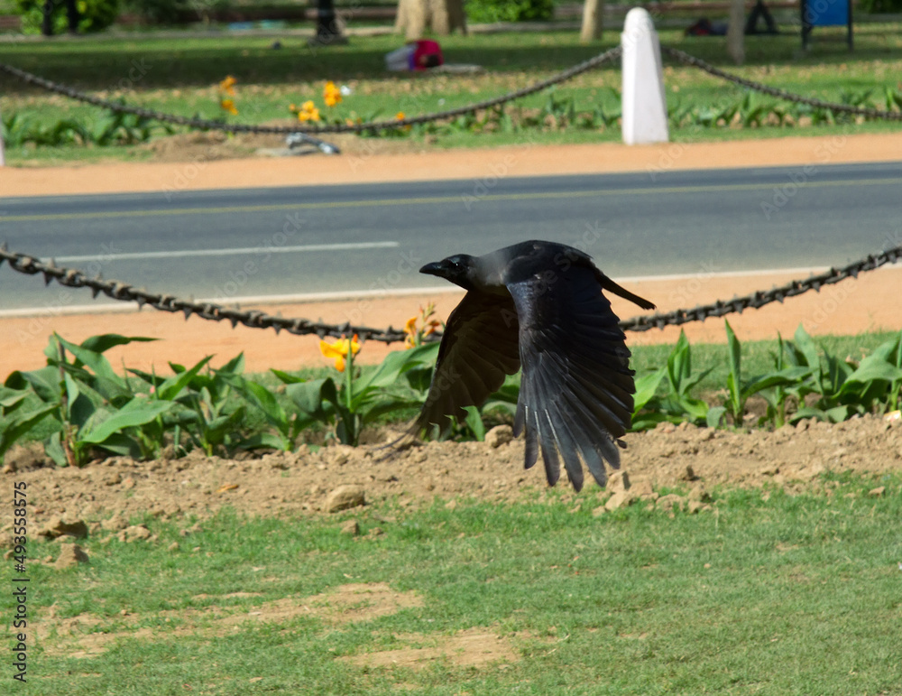 Indian Glossy Black Raven, House crow (Corvus splendens) in cities of ...