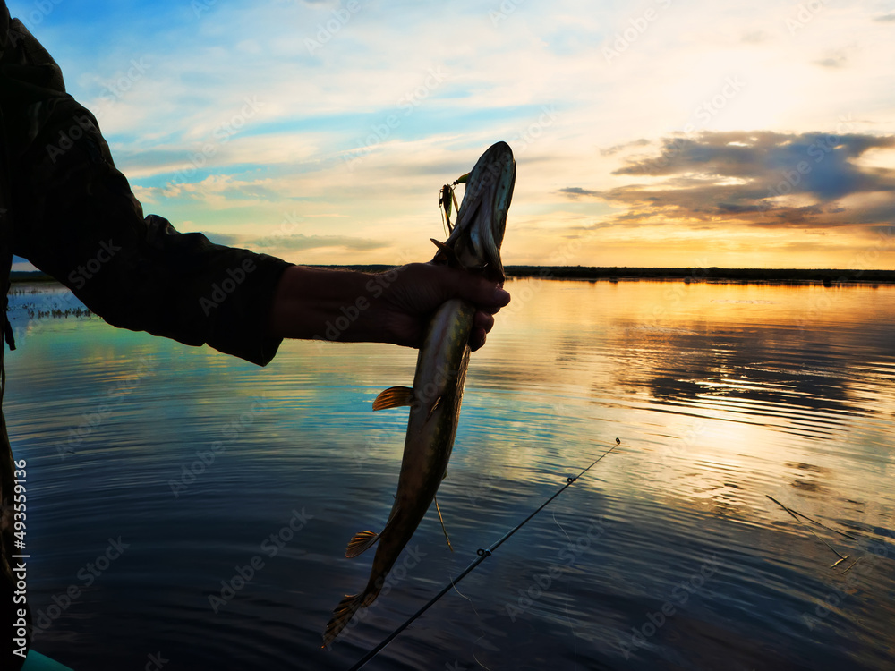 Fishing at sunset. Catching predatory fish on spinning. Sunset colors ...