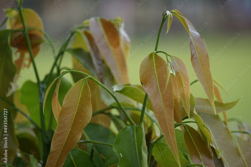 Polyalthia longifolia (glodokan, glodogan tiang ) with a natural ...