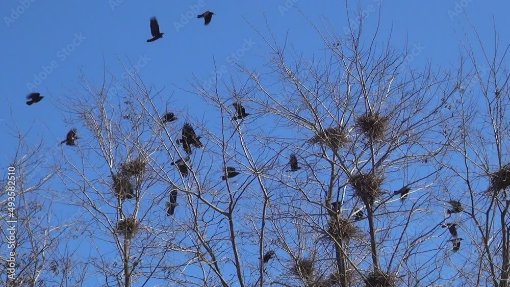 Crows in Nest on Tree, Flying Flock Birds, Crowd of Raven in Branch ...