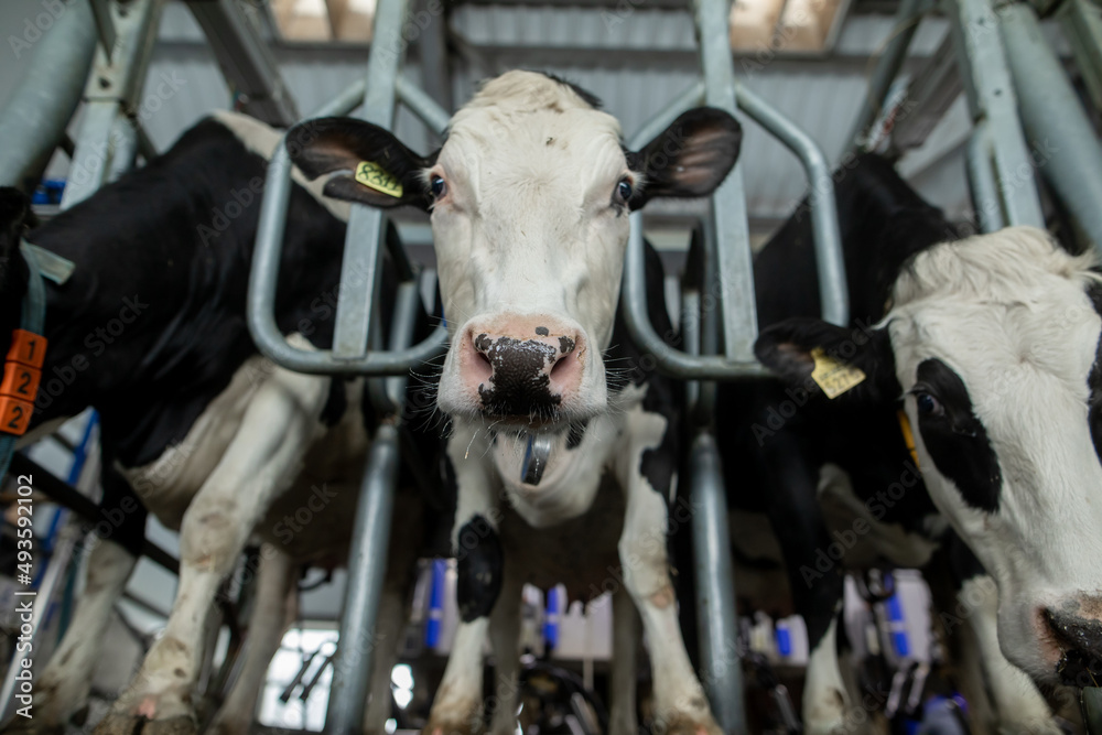 happy cows on the farm. Farm business concept. Farm cow care . Healthy ...