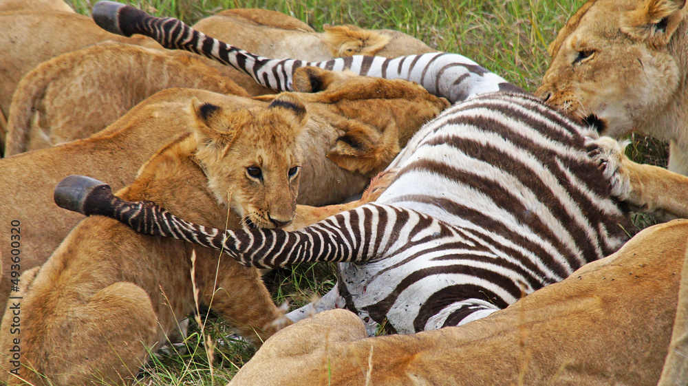 Lionesses hunted zebras. A family of lions eats a hunted zebra ...