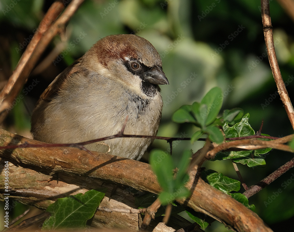 The house sparrow is a bird of the sparrow family Passeridae, found in ...