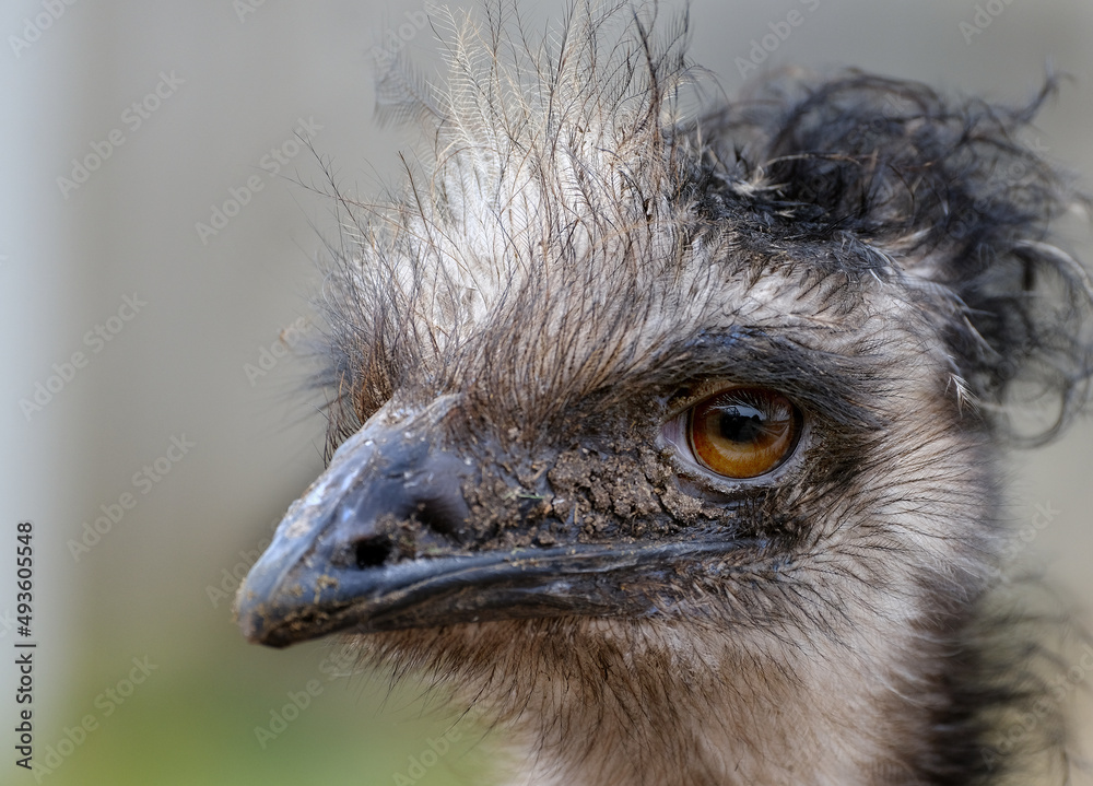 The emu is the second-largest living bird by height, after its ratite ...