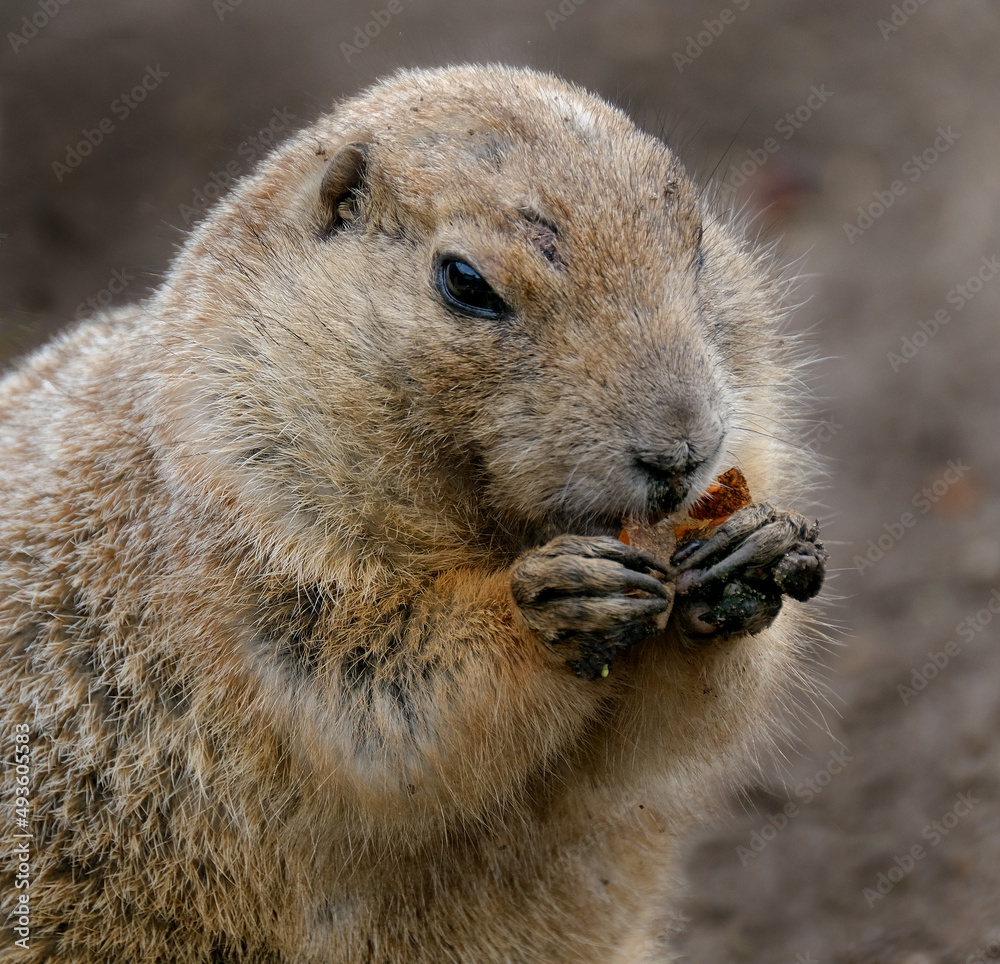 Prairie dogs are herbivorous burrowing rodents native to the grasslands ...