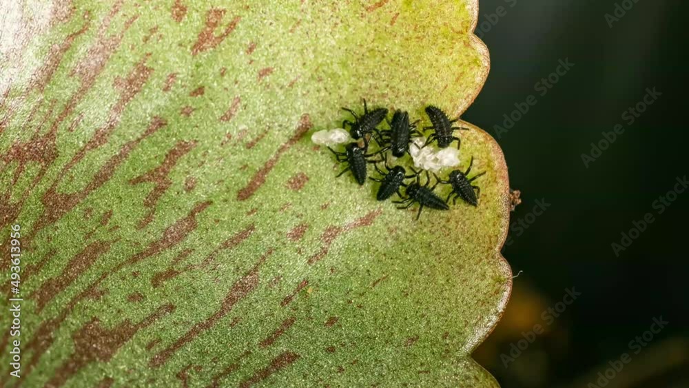 Newly hatched ladybird / ladybug larva are feeding on their egg cases ...